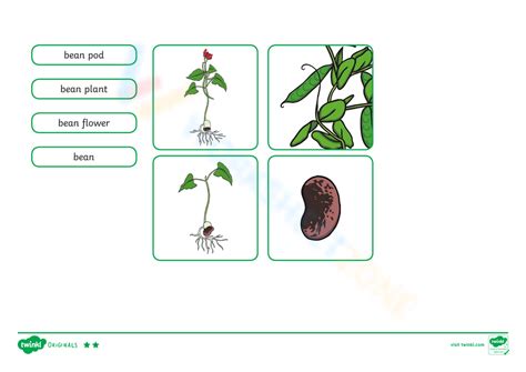 Free Printable Life Cycle Of A Bean Plant Worksheet Infoupdate Org
