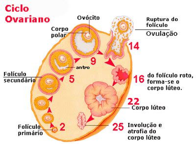 Embriologia UFPE Ovogênese Corpo Lúteo