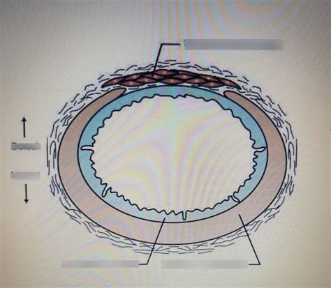 Tracheal Ring Diagram Quizlet