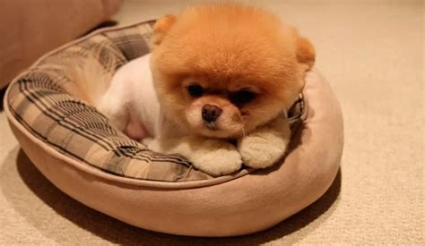15 Curiosidades Sobre Boo O Cachorro Mais Fofo Do Mundo