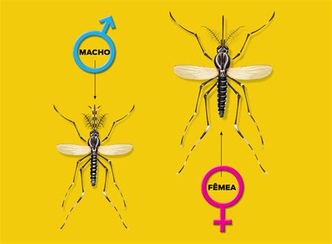 Como é a anatomia do mosquito da dengue Super