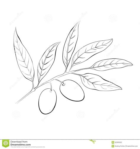 Hand Drawn Olive Branch Olive Branch How To Draw Hands Branch Drawing