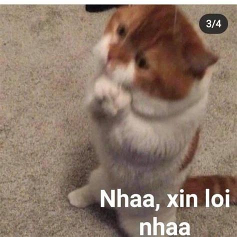 Tổng hợp 100 ảnh bựa xin lỗi mới nhất