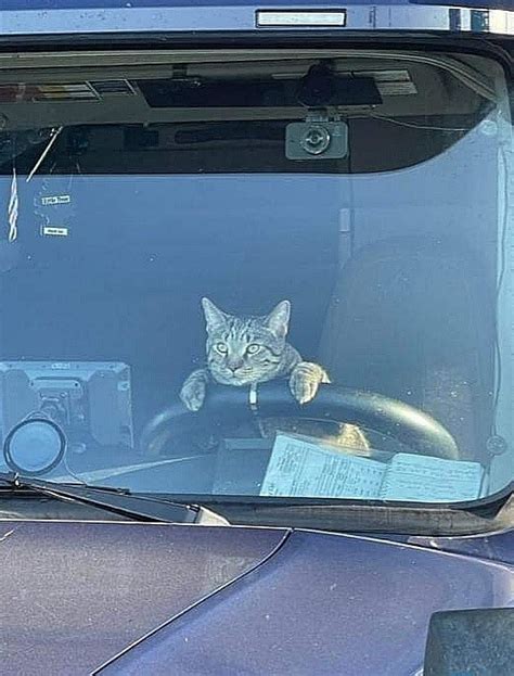 Alex Masucol On Twitter Rt Catworkers