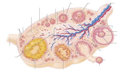 Ovary Diagram Diagram Quizlet