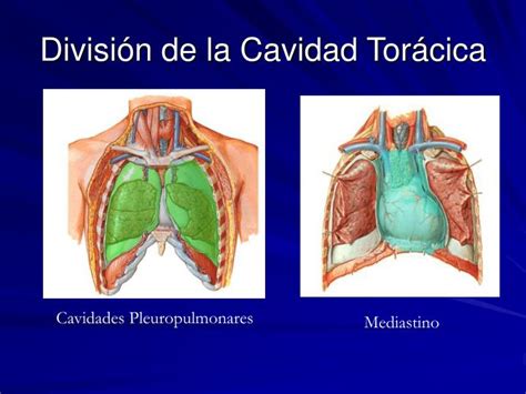 PPT TEMA N 12 PAREDES TORÁCICAS MEDIASTINO GLÁNDULA MAMARIA Profesor