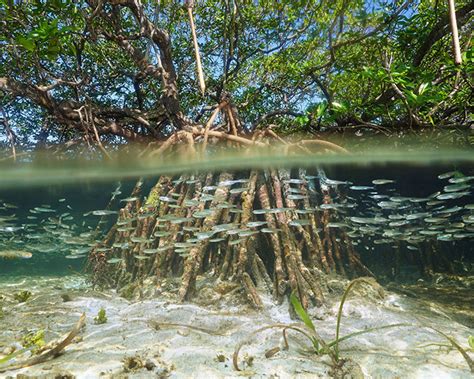 IUCN And WWF Unite To Enhance The Implementation Of Legal Tools