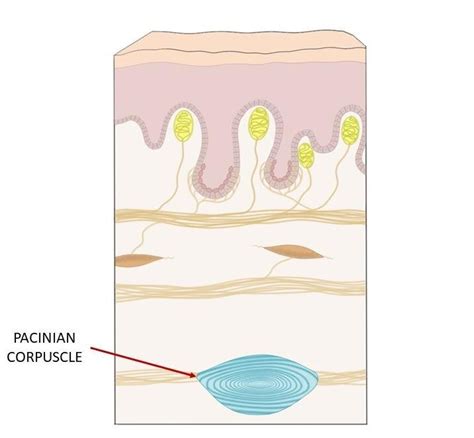 Pacinian Corpuscle Sales Online Gbu Presnenskij Ru