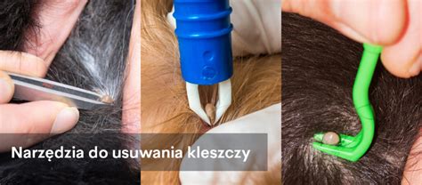 Jak usunąć kleszcza z psa Dog s Profit