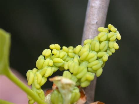 Ginkgo Biloba Ginkgoaceae Image 161574 At PhytoImages Siu Edu