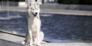 Il mio cane si gratta sempre ma non ha pulci perché e cosa fare
