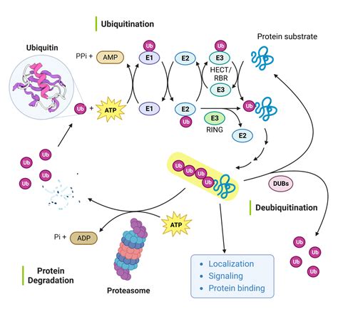 Ubiquitination Screening