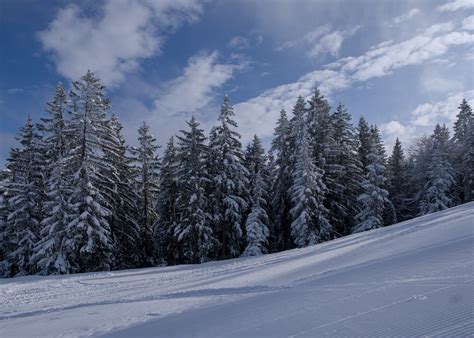 Rboles Bosque Invierno Foto Gratis En Pixabay