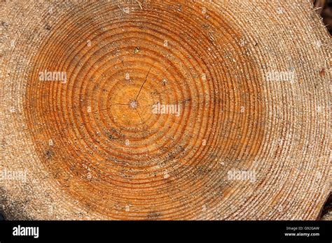 Close Up View Of Cross Section Of Tree Trunk Showing Growth Rings