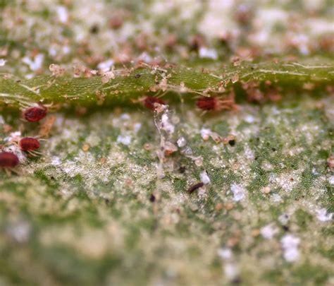 How To Get Rid Of Spider Mites On Indoor Plants Plantly