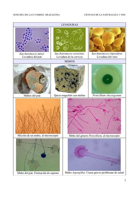Micologia Clasificacion De Los Hongos Artofit