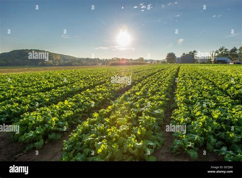 Row Crops Stock Photo Alamy