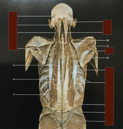Intermediate Muscles Of The Trunk Posterior View Diagram Quizlet