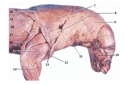 Mink Muscle Written Exam Diagram Quizlet