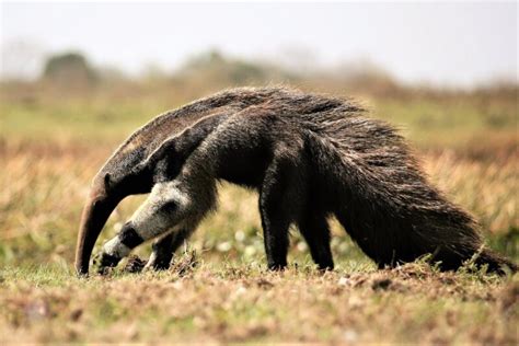 Oso hormiguero Características qué come hábitat extinción