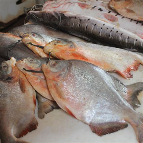 Imagens de comercialização Guia de Peixes Comercializados em Monte Alegre