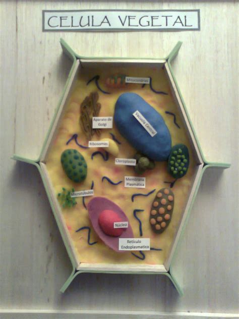 Partes Maqueta De Celula Vegetal Con Material Reciclable Compartir