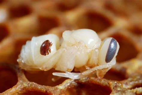 Bee Diseases And Parasites Causing Bee Extinction Bees Life
