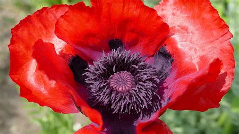 Coquelicot Fermer Fleur Rouge Photo Gratuite Sur Pixabay Pixabay
