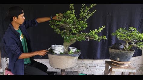 Pemangkasan Pada Bonsai Sianci YouTube