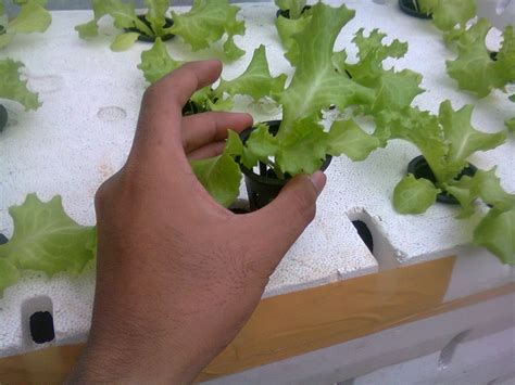 SELADA HIDROPONIK Budidaya Tanaman Sayur Mayur Menguntungkan Guru Ilmuan