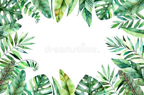 Colección Frondosa Tropical Elementos Florales De La Acuarela Pintada a