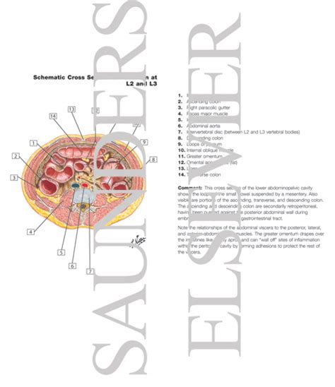 Peritoneum Schematic Cross Section Of Abdomen At L2 L3 And L4