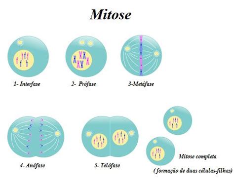 Mitose o que é fases importância mitose x meiose Brasil Escola