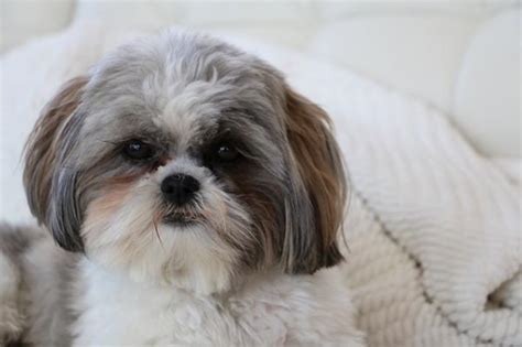 Cómo Saber si un SHIH TZU es PURO Guía de Características