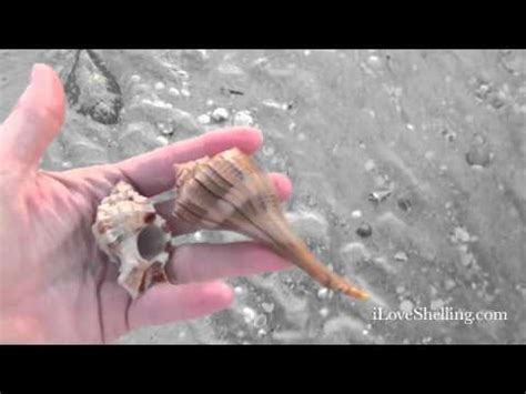 Low Tide Shelling On Sanibel In November 2013 Low Tide Shelling On