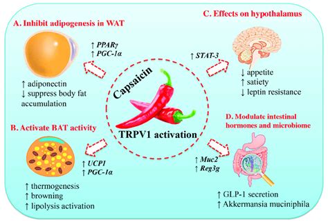 Molecular Mechanisms Of The Anti Obesity Effects Of Capsaicin A