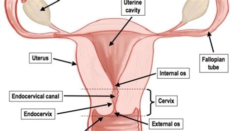 Images Urogenital Systems Basic Human Anatomy
