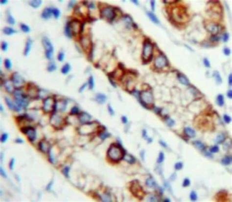 c Mpl Polyclonal Antibody Invitrogen 20 μL Unconjugated Antibodies