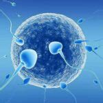 Fertilización in vitro FIV Qué es cuándo se indica y cómo se realiza