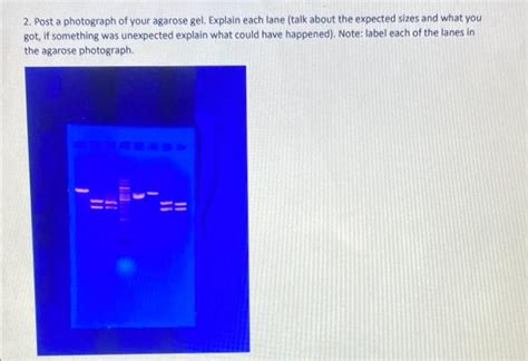 Solved Agarose Gels Results Analysis Complete The Chegg