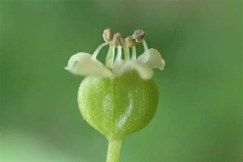 Hydrocotyle Umbellata Calflora