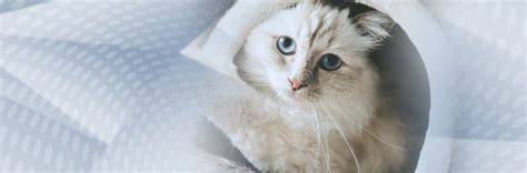 Retrato Del Gato Sagrado Hermoso De Birmania Bandera Panor Mica Foto De
