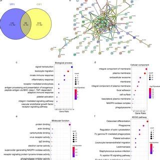 Hub Gene Analysis A The Interaction Network Of The Top 10 Hub Genes