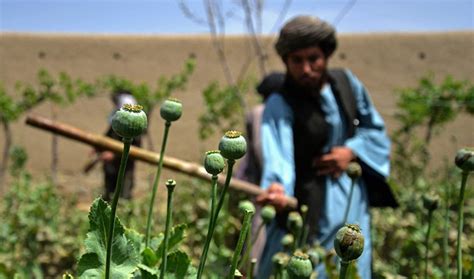 Afghan Opium Poppy Cultivation Plunges By 95 Percent Under Taliban UN