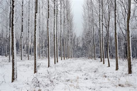 Winterlandschaft bäume im wald in einer reihe bedecken mit schnee