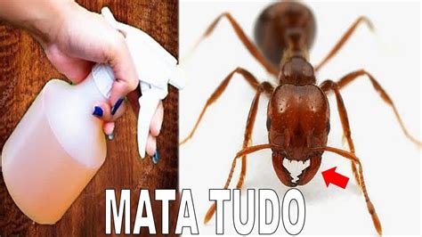 Como acabar as formigas cortadeiras em 1 minuto Receita rápida e