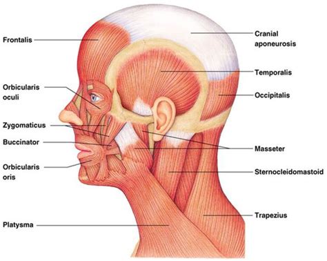 A P Muscles Test Flashcards Quizlet