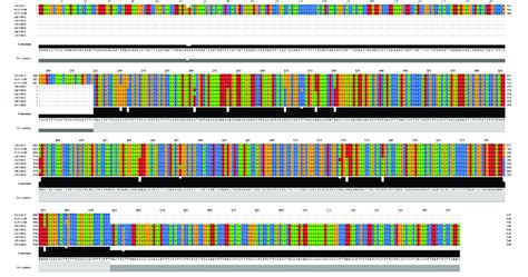 multiple dna sequence alignment of the coi gene fragment of rpw download scientific diagram
