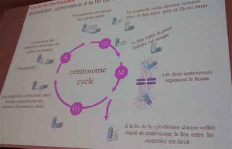 Ue Item Le Cytosquelette Les Microtubules Cartes Quizlet