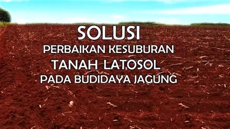 Perbaikan Kesuburan Tanah Latosol Untuk Budidaya Tanaman Jagung YouTube